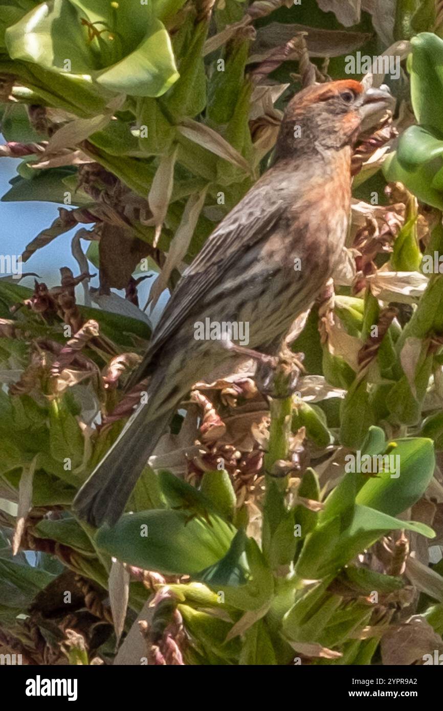 House Finch (Haemorhous mexicanus Stock Photo - Alamy