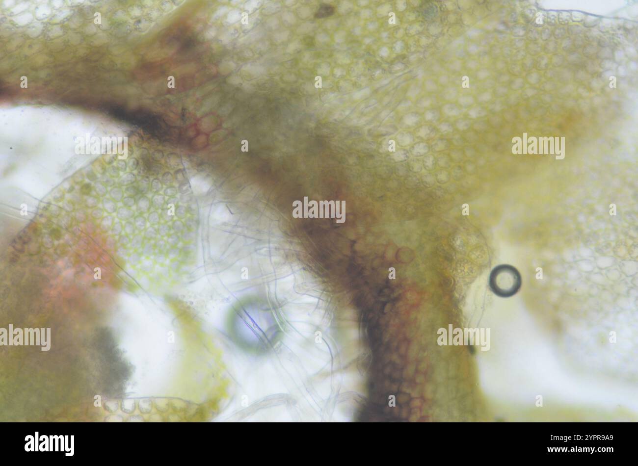 Droplet Notchwort (Lophozia guttulata Stock Photo - Alamy