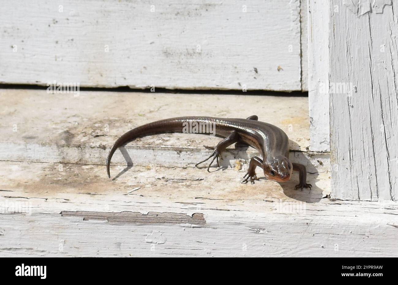 Common Five-lined Skink (Plestiodon fasciatus Stock Photo - Alamy