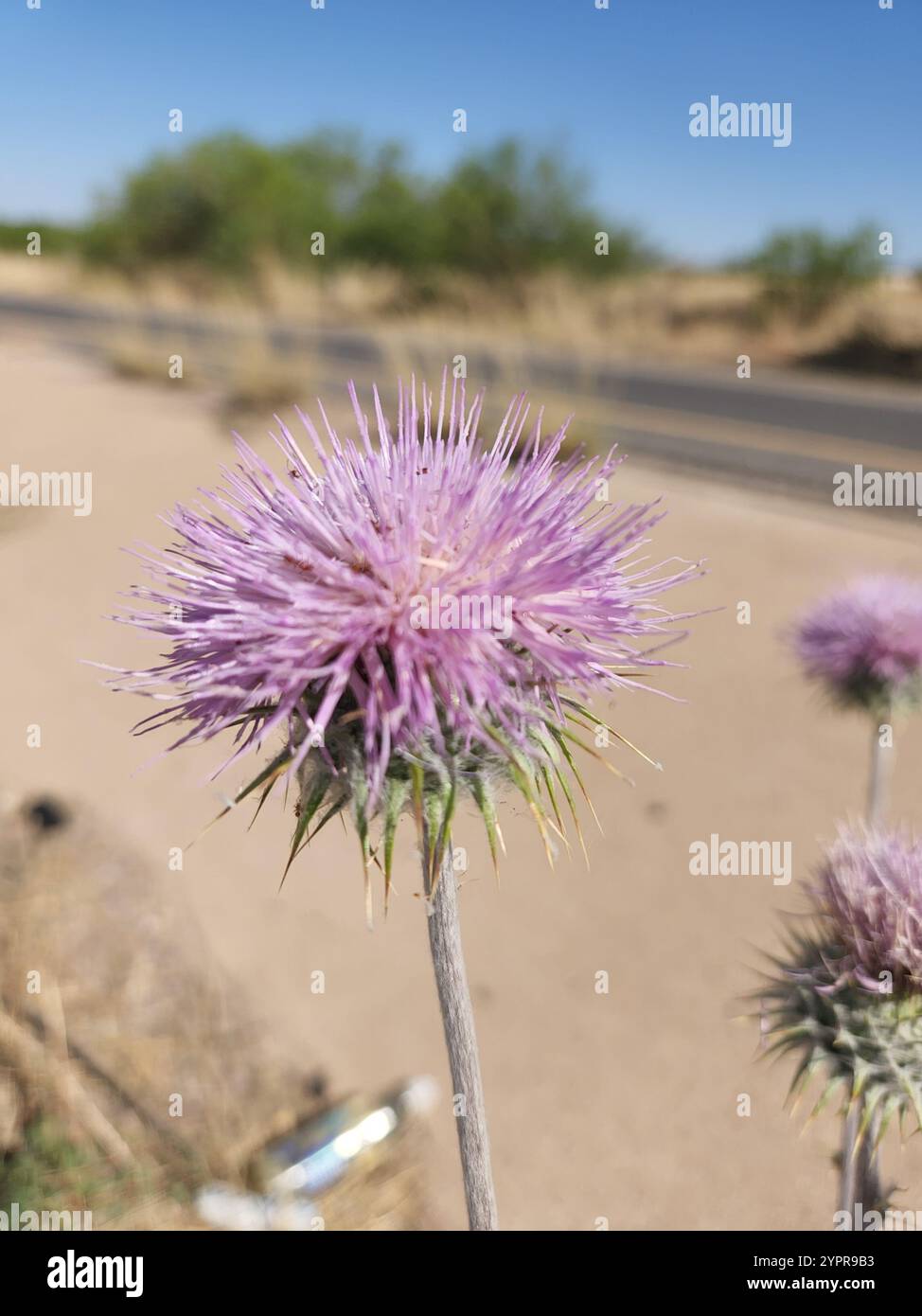 New Mexico thistle (Cirsium neomexicanum Stock Photo - Alamy