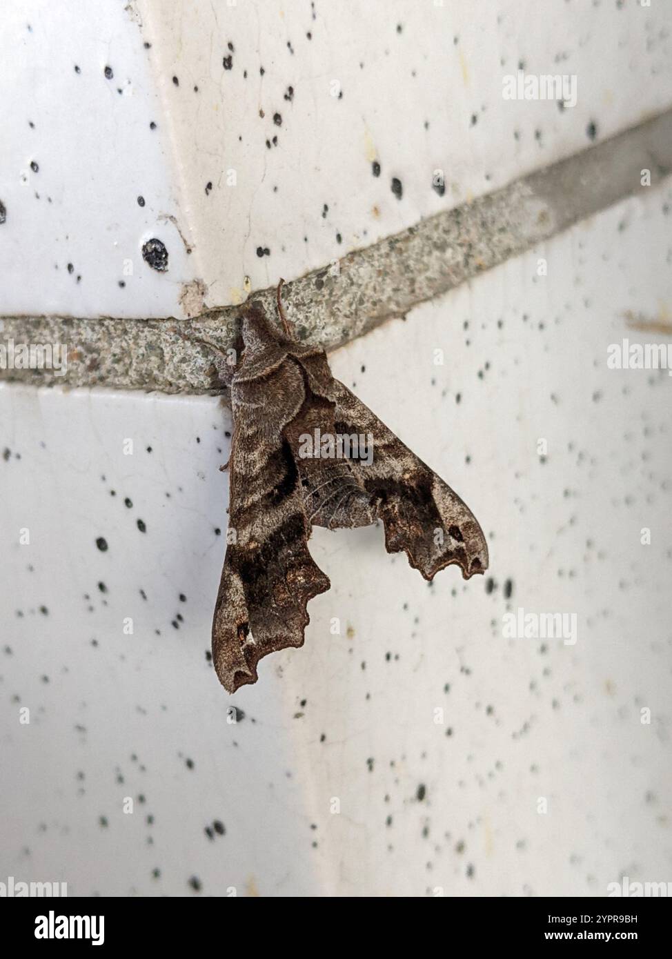 Lettered Sphinx (Deidamia inscriptum Stock Photo - Alamy