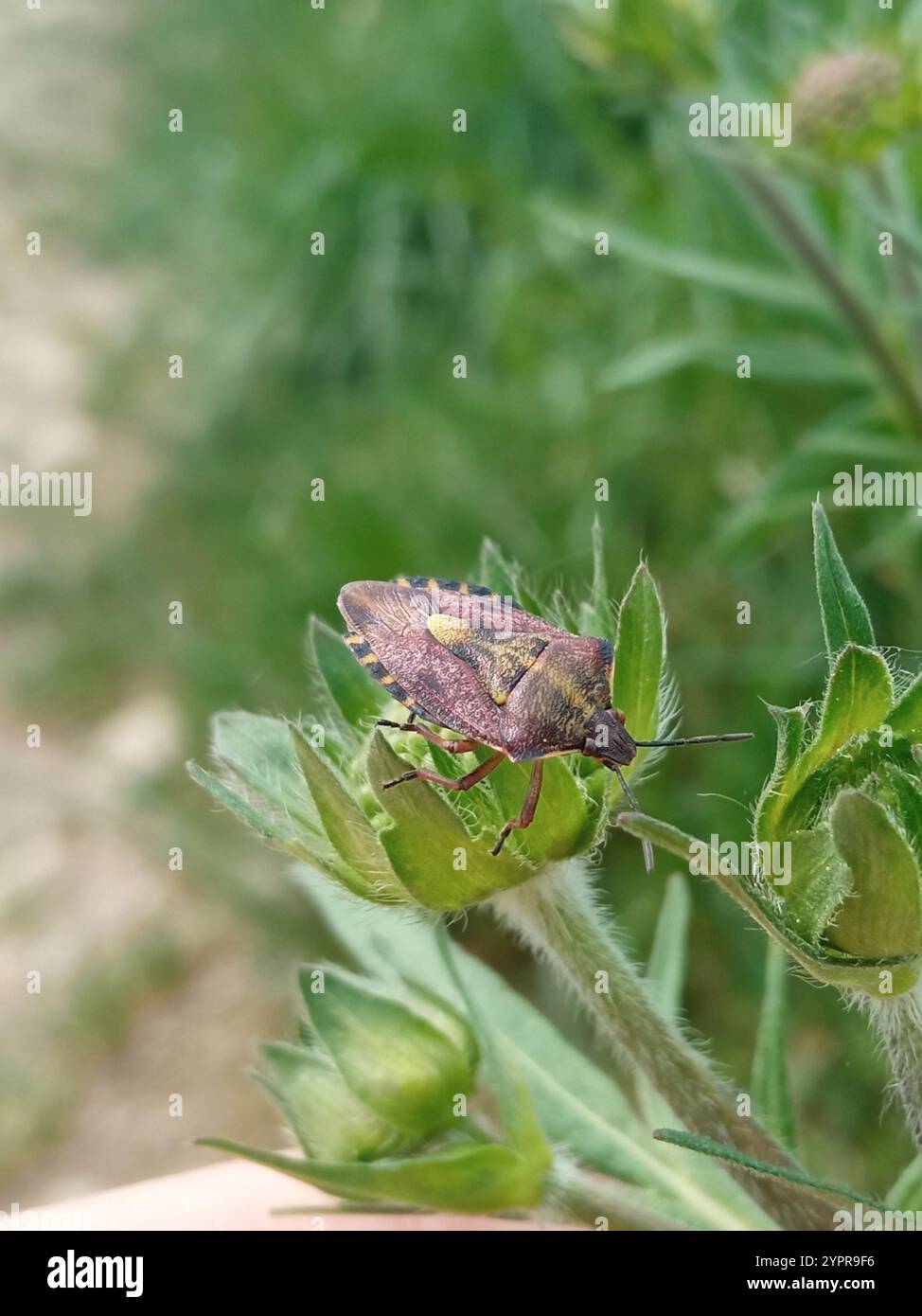 Black-shouldered Shieldbug (Carpocoris purpureipennis Stock Photo - Alamy