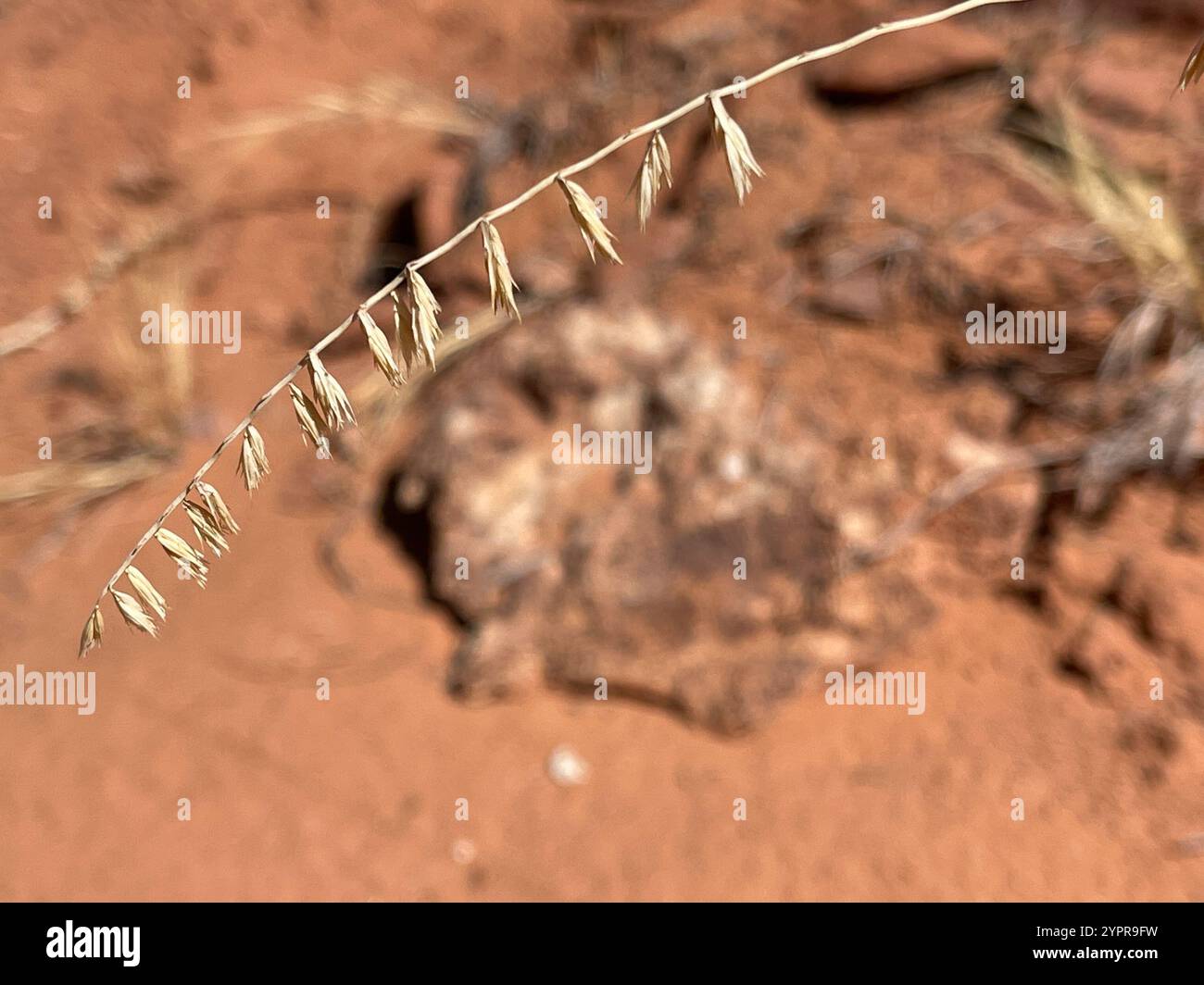 Sideoats Grama (Bouteloua curtipendula Stock Photo - Alamy