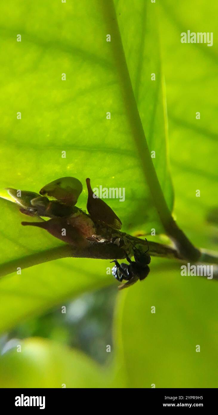 Typical Treehoppers (Membracidae Stock Photo - Alamy