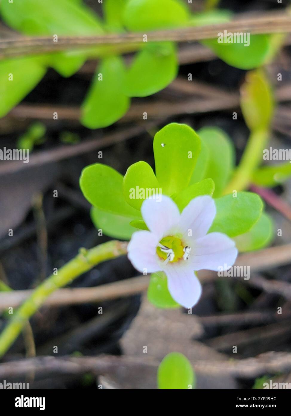 Herb-of-Grace (Bacopa monnieri Stock Photo - Alamy