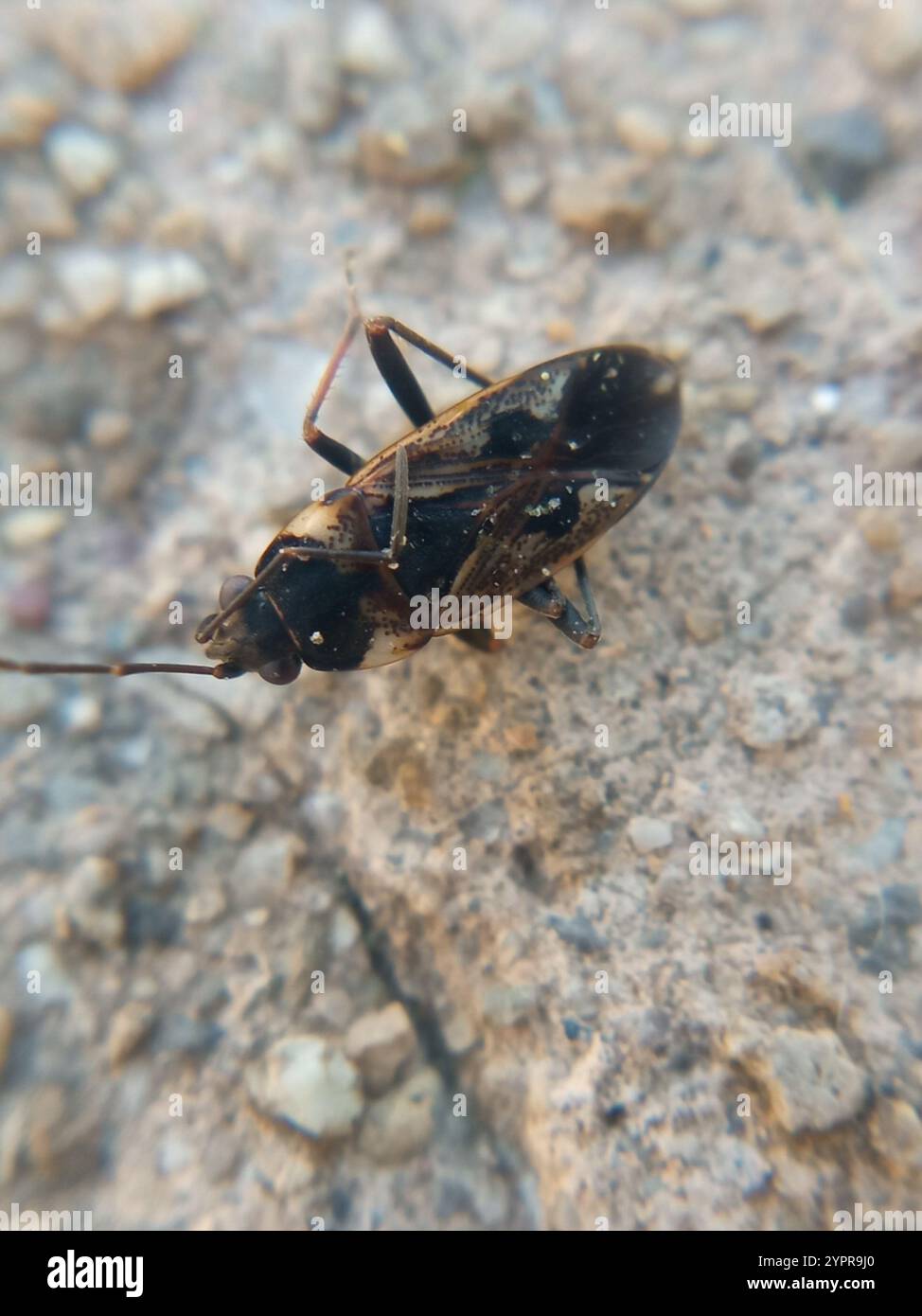 bright-spotted groundbug (Rhyparochromus vulgaris Stock Photo - Alamy