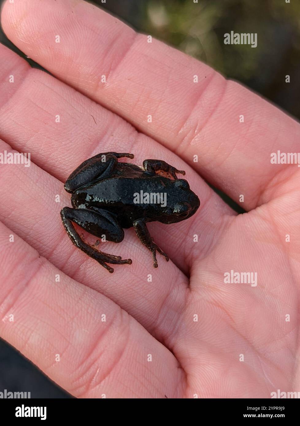 Spring Peeper (Pseudacris crucifer Stock Photo - Alamy