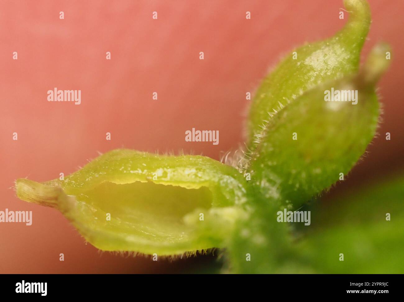 Hackberry Columnar Stem Gall Midge (Celticecis ramicola Stock Photo - Alamy