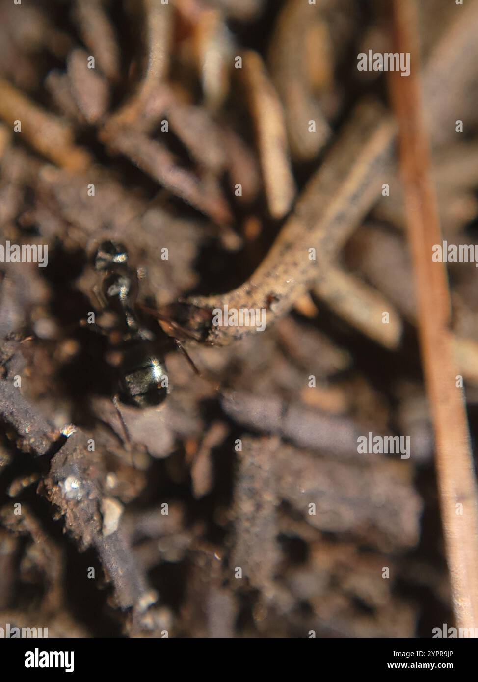 fusca-group Field Ants and Allies (Formica fusca Stock Photo - Alamy