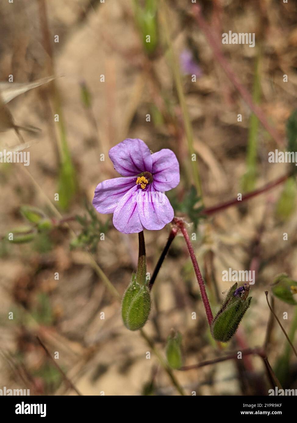 Mediterranean Stork's-bill (Erodium botrys Stock Photo - Alamy