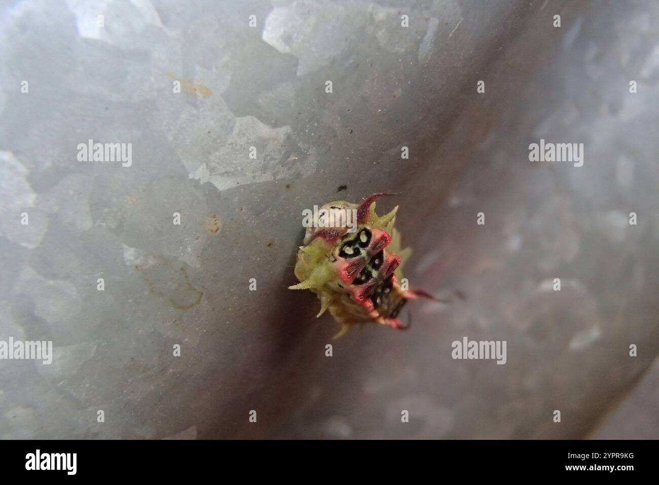 Four-spotted Cup Moth (Doratifera quadriguttata Stock Photo - Alamy