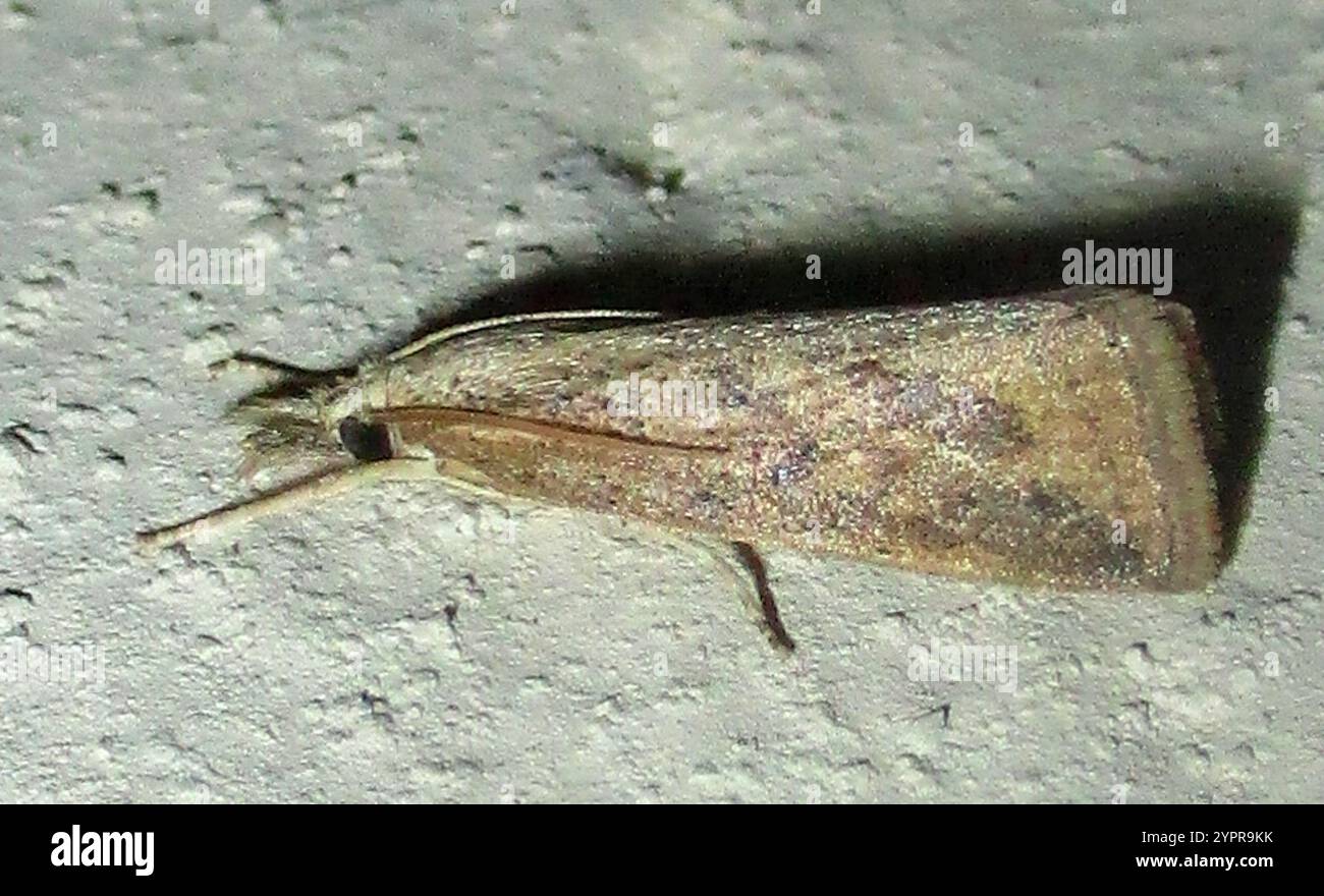 Crambid Snout Moths (Crambidae Stock Photo - Alamy