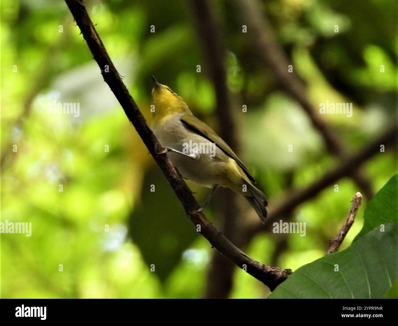 Swinhoe's White-eye (Zosterops simplex Stock Photo - Alamy