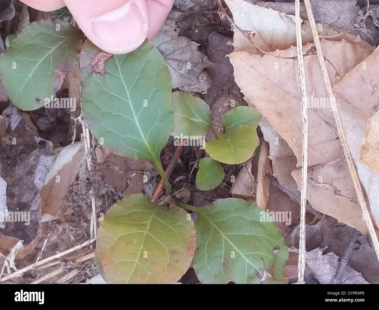 shinleaf (Pyrola elliptica Stock Photo - Alamy