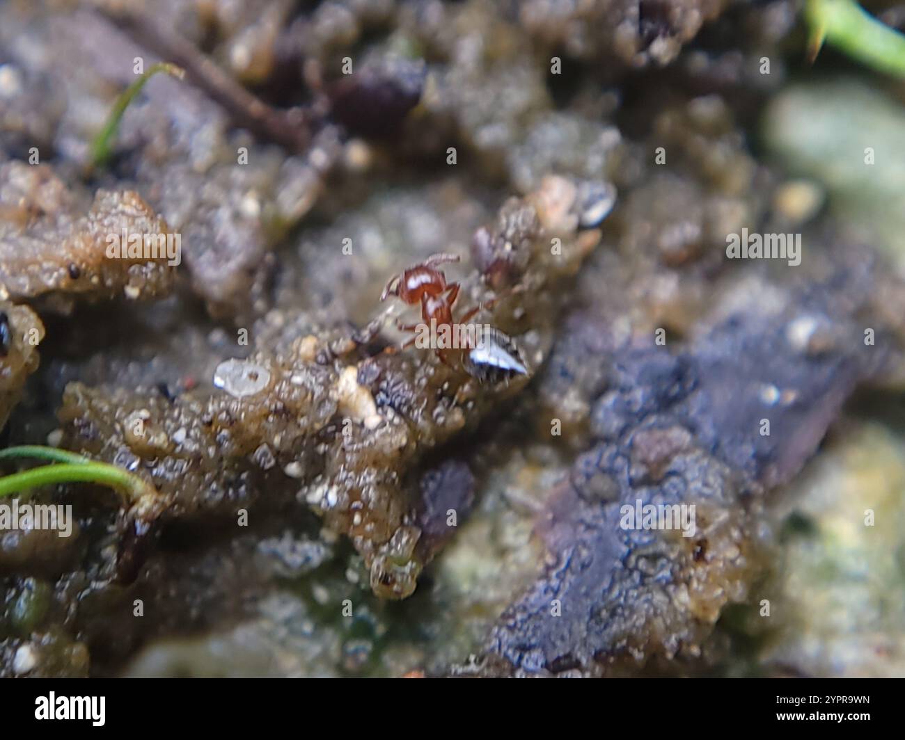 Pine Tree Acrobat Ant (Crematogaster pinicola Stock Photo - Alamy