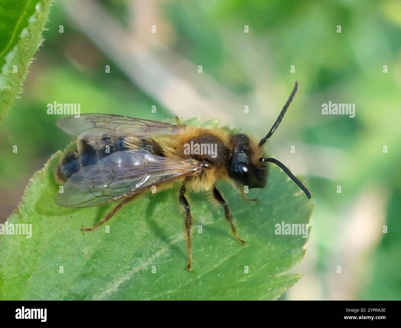 Mining Bees (Andrena Stock Photo - Alamy