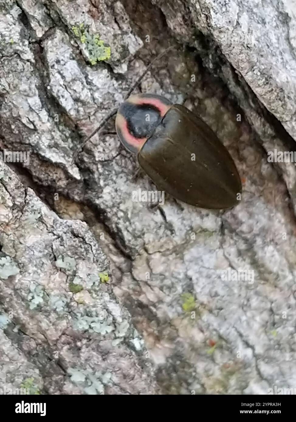 Winter Firefly (Ellychnia corrusca Stock Photo - Alamy