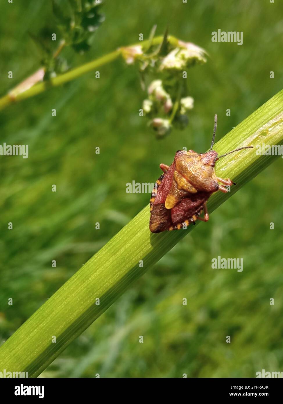 Black-shouldered Shieldbug (Carpocoris purpureipennis Stock Photo - Alamy