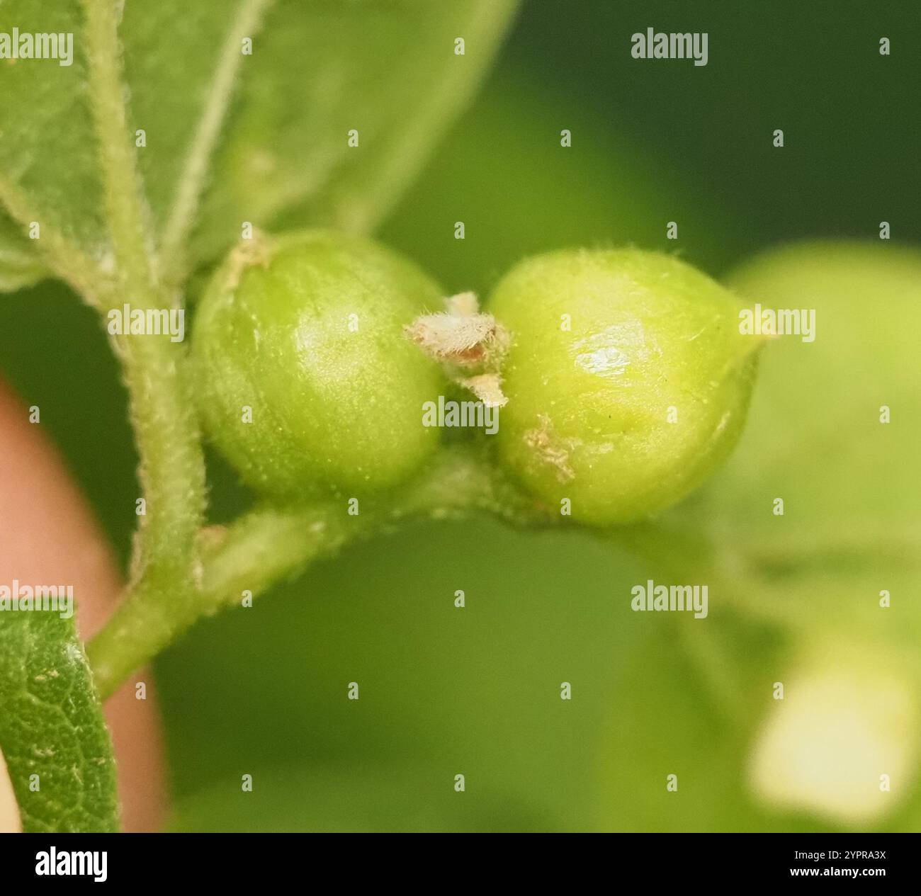 Hackberry Aggregate Gall Midge (Celticecis connata Stock Photo - Alamy