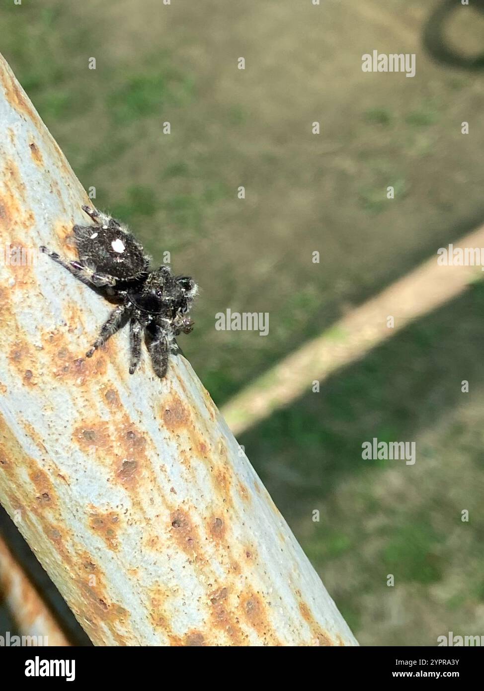 Bold Jumping Spider (Phidippus audax Stock Photo - Alamy