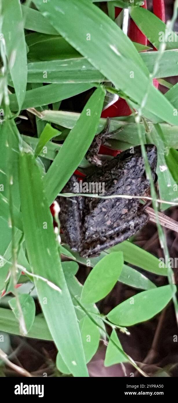 Bumpy Rocket Frog (Litoria inermis Stock Photo - Alamy