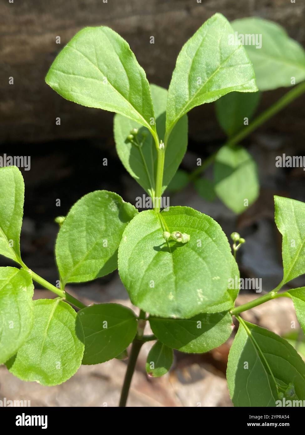Running Strawberry-bush (Euonymus obovatus Stock Photo - Alamy