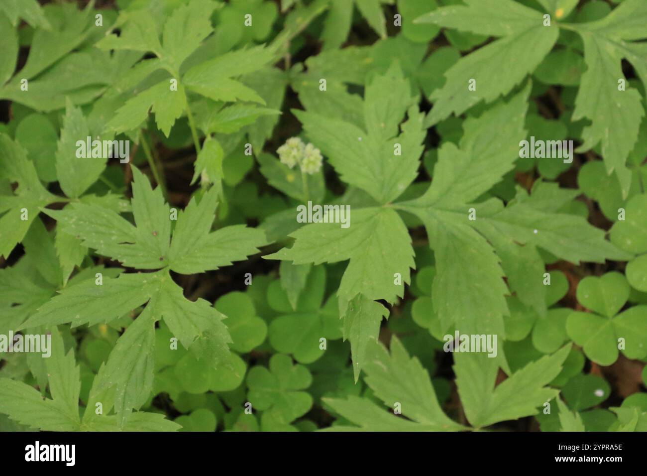 Hydrophyllum tenuipes hi-res stock photography and images - Alamy