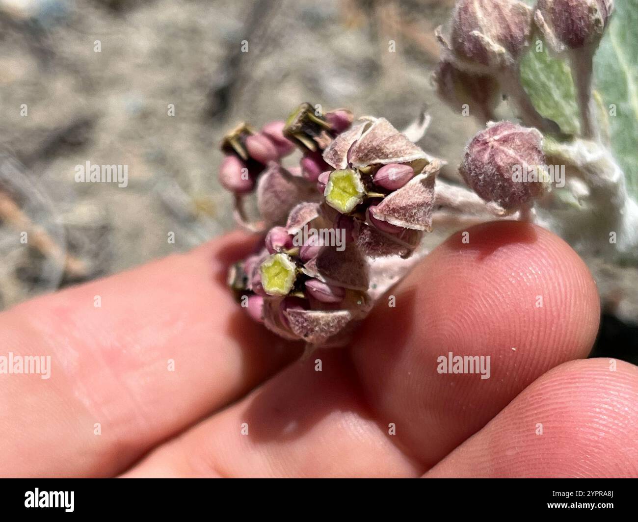 California milkweed (Asclepias californica Stock Photo - Alamy