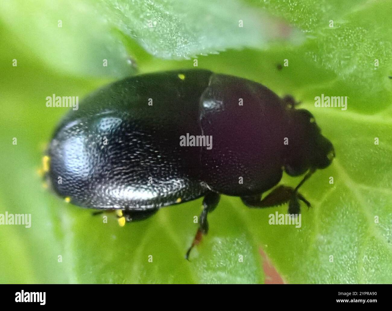 Common Pollen Beetle (Brassicogethes aeneus Stock Photo - Alamy