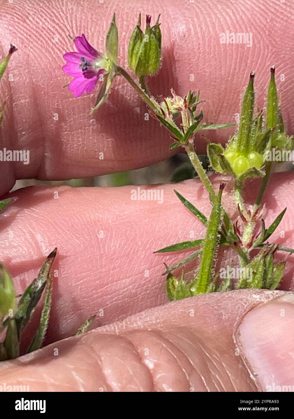 Cut-leaved crane's-bill (Geranium dissectum Stock Photo - Alamy