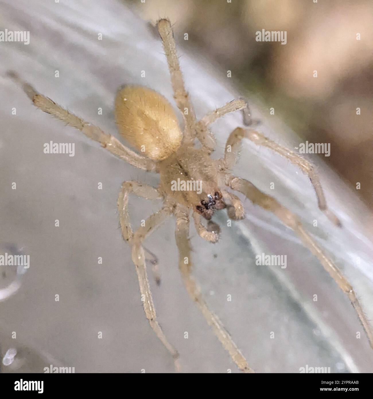 Longlegged Sac Spiders (Cheiracanthium Stock Photo - Alamy