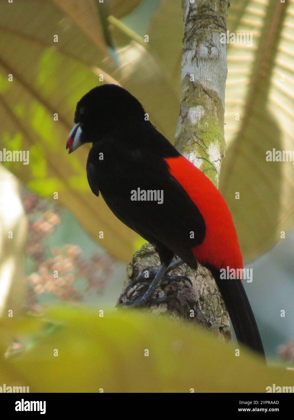 Scarlet-rumped Tanager (Ramphocelus passerinii Stock Photo - Alamy