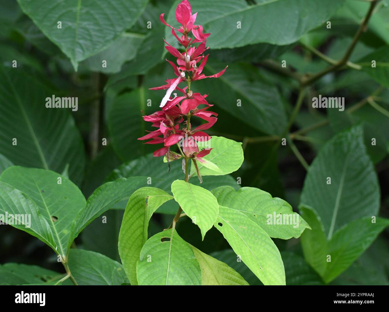 Brazilian red-cloak (Megaskepasma erythrochlamys Stock Photo - Alamy