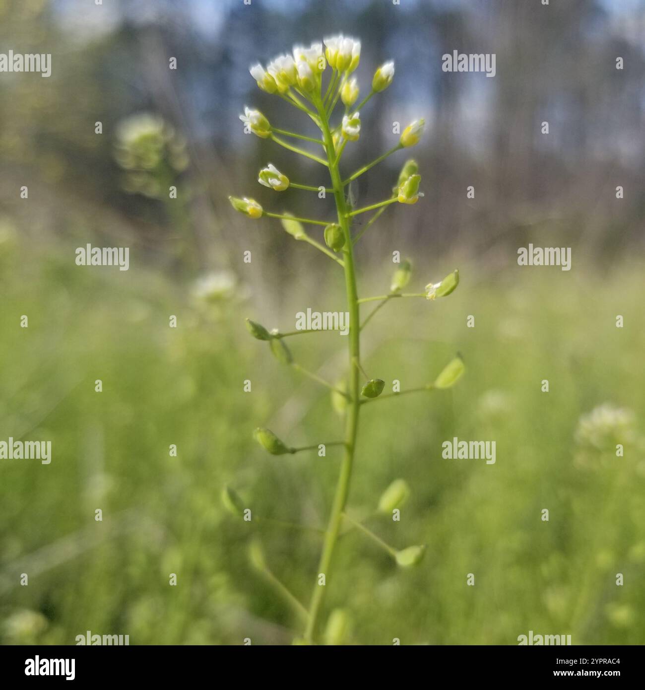garlic penny-cress (Mummenhoffia alliacea Stock Photo - Alamy