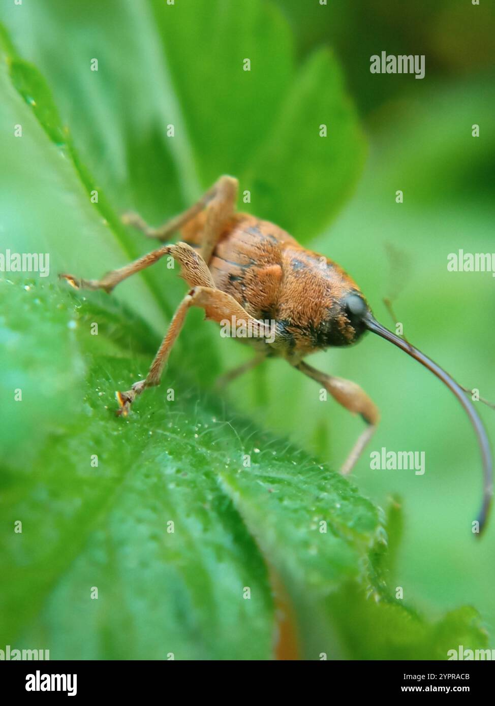 Nut and Acorn Weevils (Curculio Stock Photo - Alamy