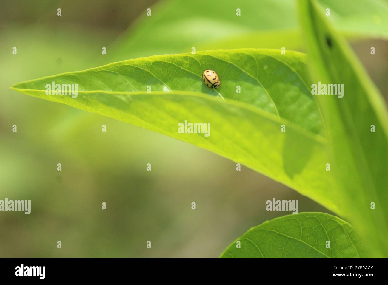 Cheilomenes sexmaculata hi-res stock photography and images - Alamy