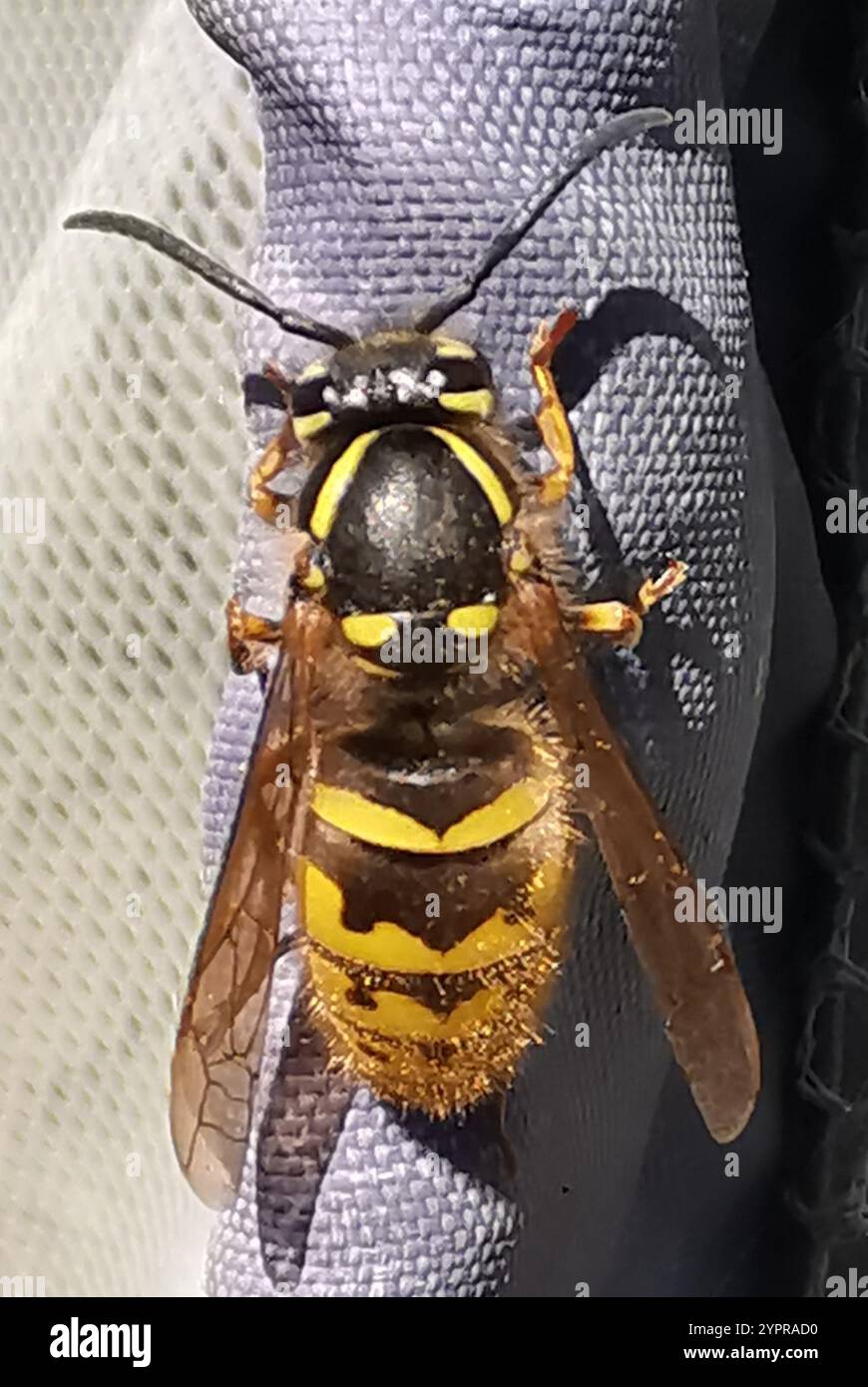 Common European Yellowjacket (Vespula vulgaris Stock Photo - Alamy