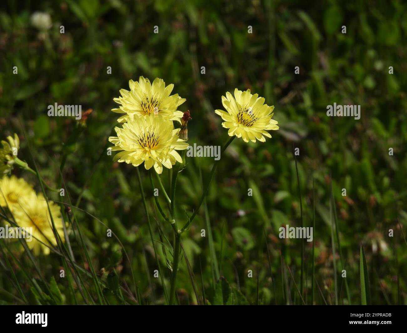 smallflower desert-chicory (Pyrrhopappus pauciflorus Stock Photo - Alamy
