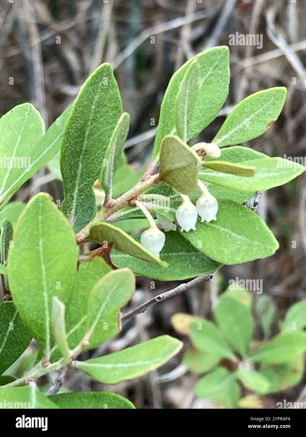 coastal plain staggerbush (Lyonia fruticosa Stock Photo - Alamy