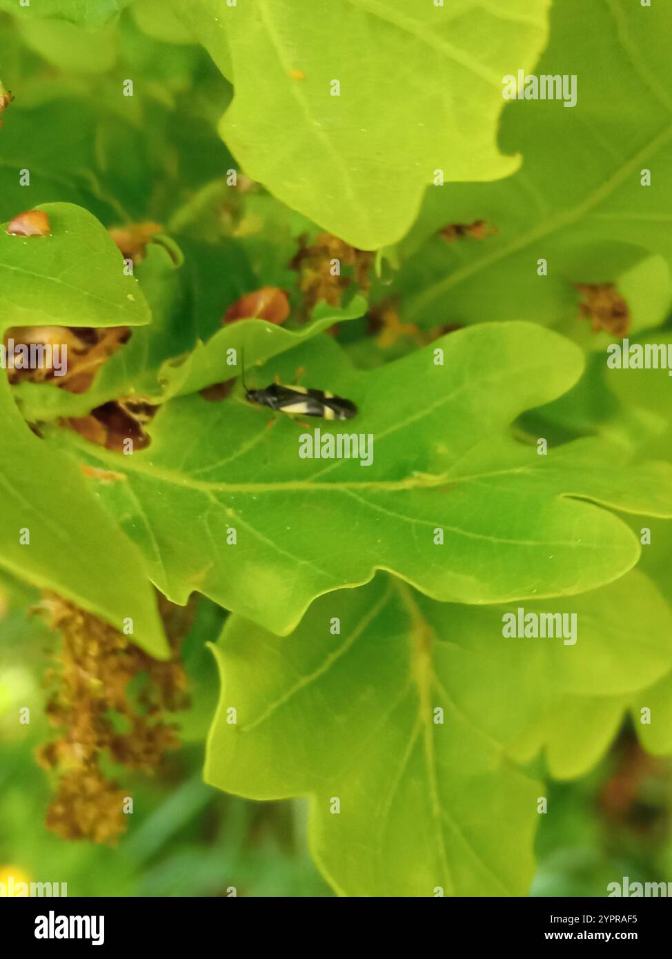 four-spotted plant bug (Dryophilocoris flavoquadrimaculatus Stock Photo ...