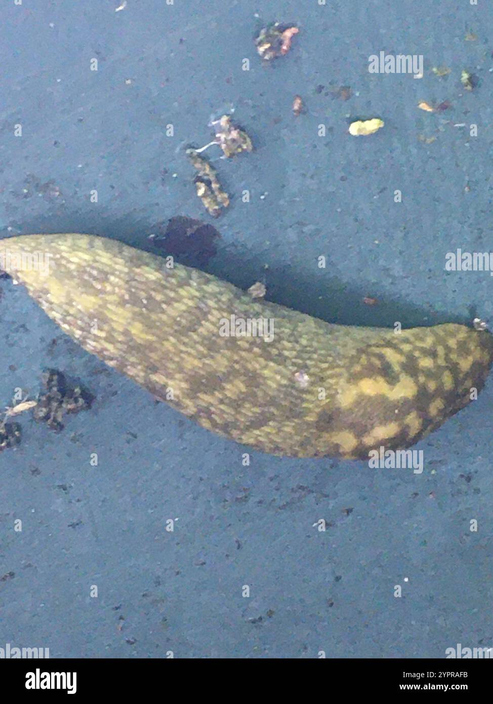 Green Cellar Slug (Limacus maculatus Stock Photo - Alamy