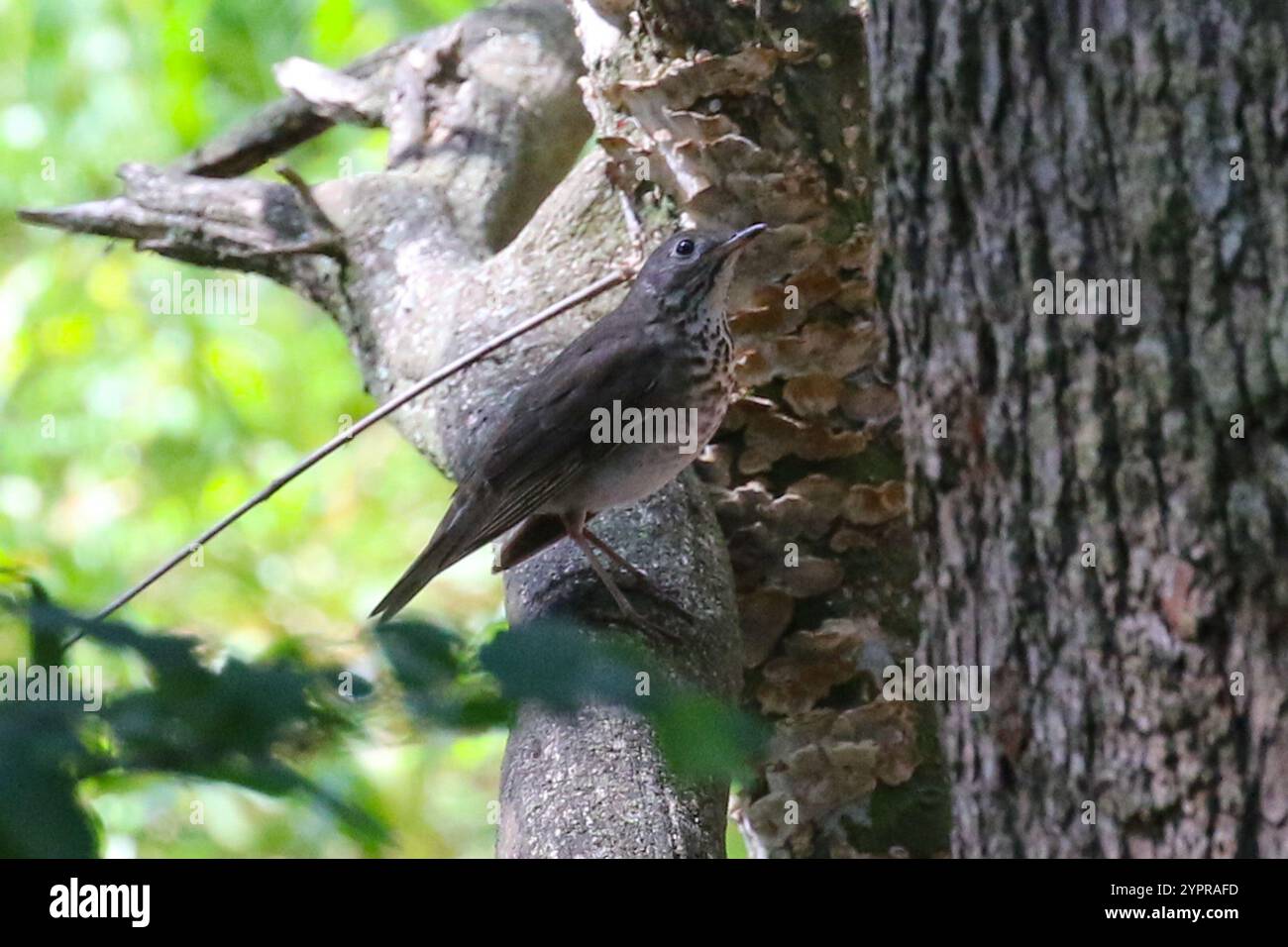 Gray-cheeked Thrush (Catharus minimus Stock Photo - Alamy