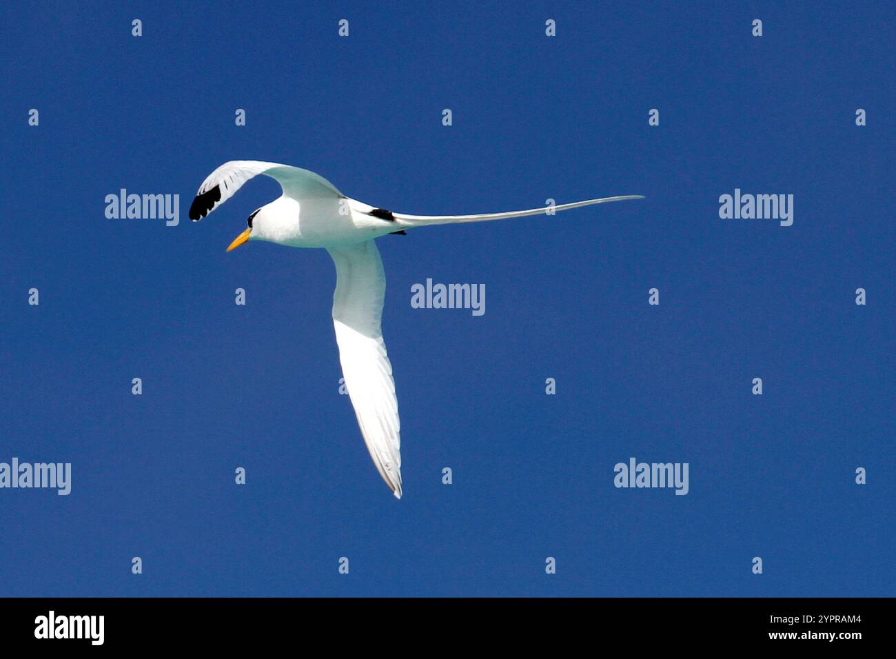Caribbean White-tailed Tropicbird (Phaethon lepturus catesbyi Stock ...