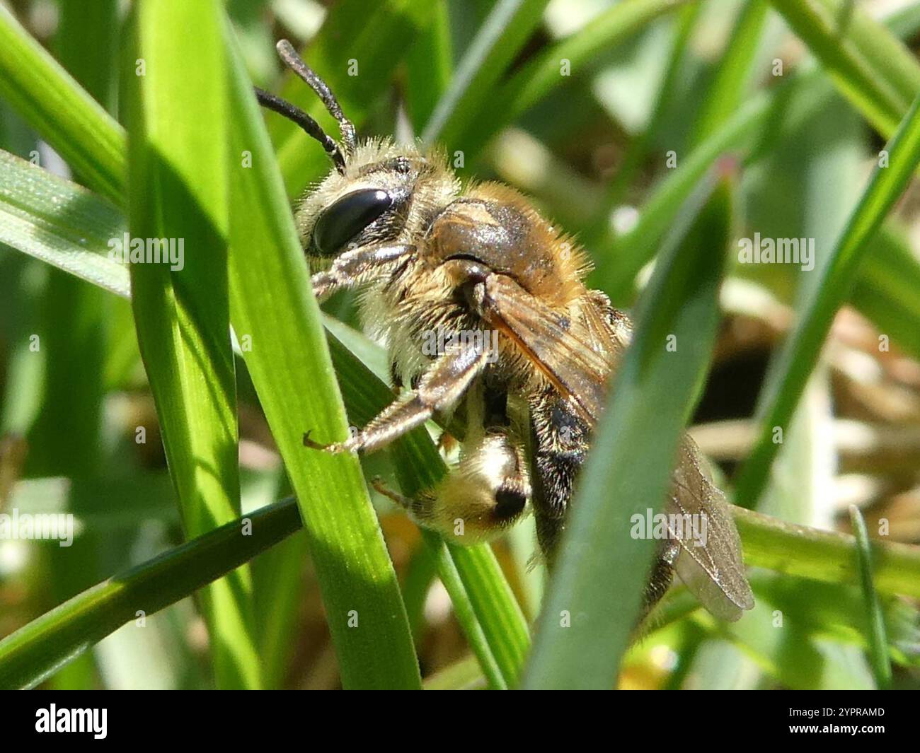 Mining Bees (Andrena Stock Photo - Alamy
