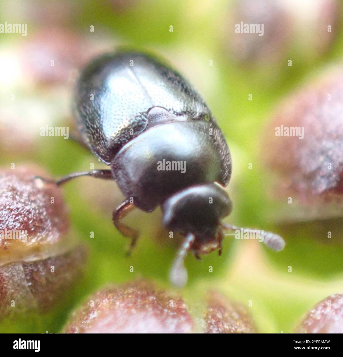 Pollen Beetles (Meligethinae Stock Photo - Alamy