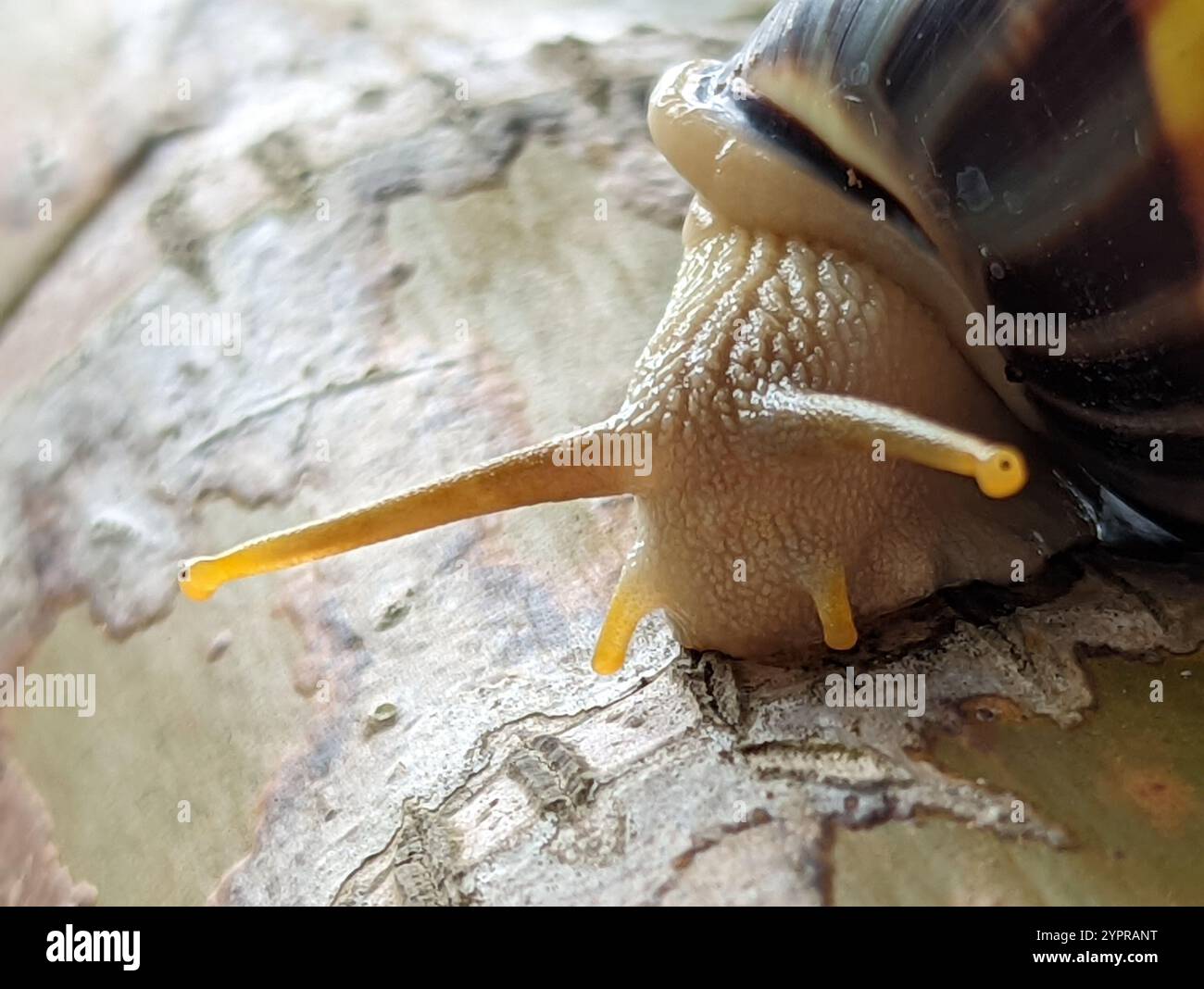 Amphidromus hi-res stock photography and images - Alamy