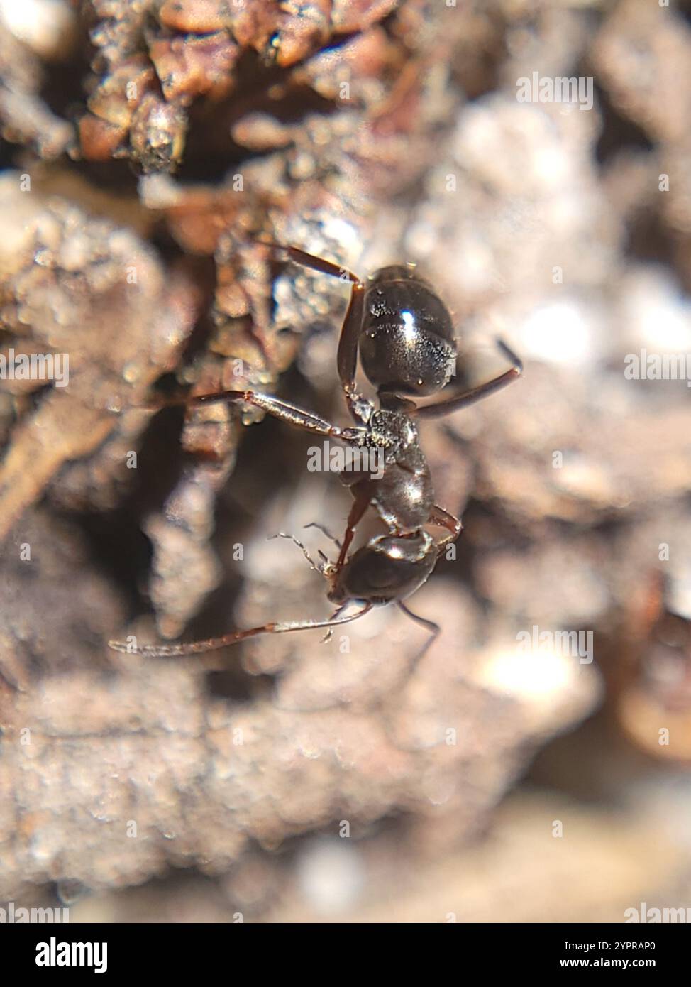 fusca-group Field Ants and Allies (Formica fusca Stock Photo - Alamy