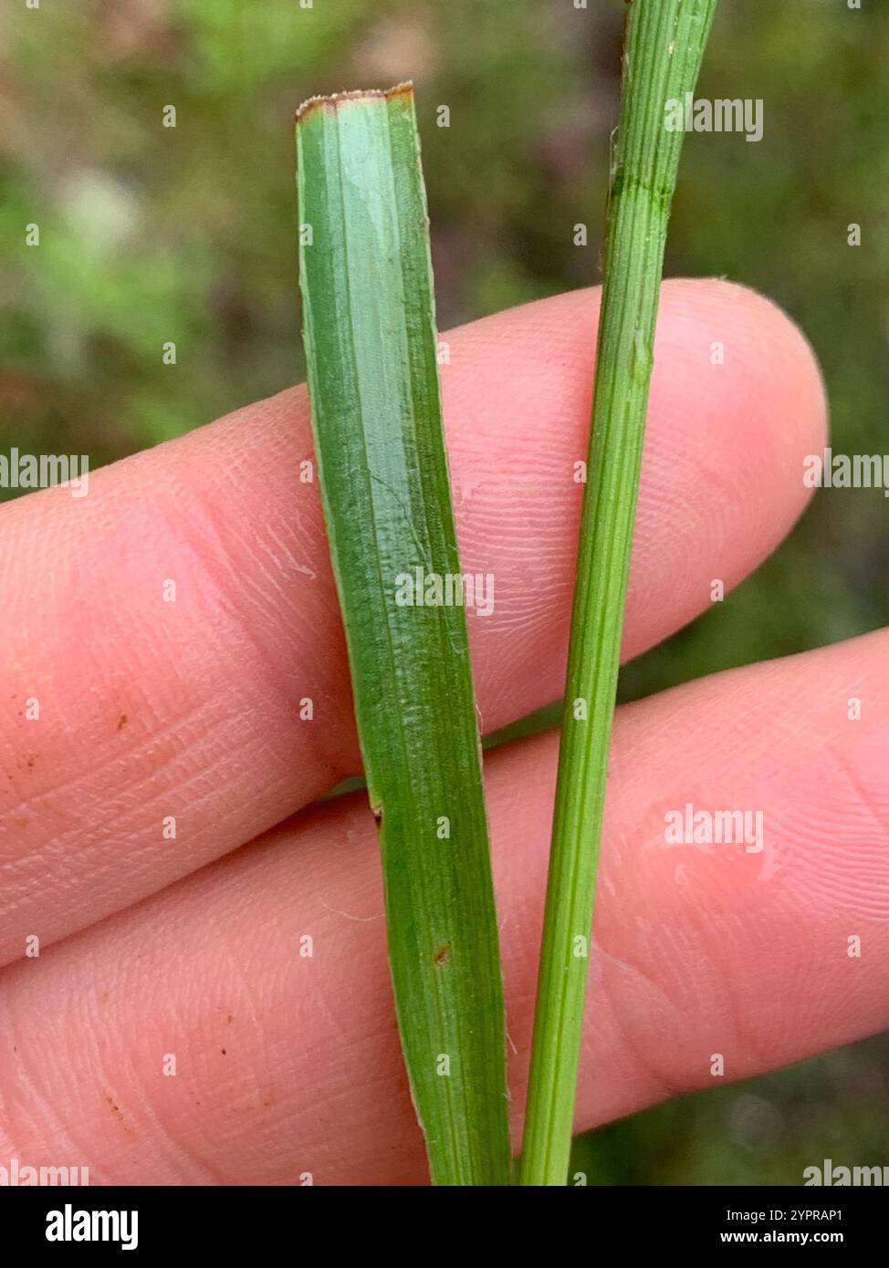 Field woodrush (Luzula campestris Stock Photo - Alamy