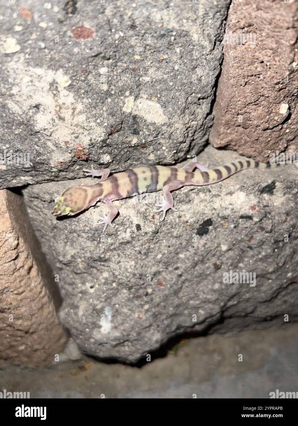 Desert Banded Gecko (Coleonyx variegatus variegatus Stock Photo - Alamy