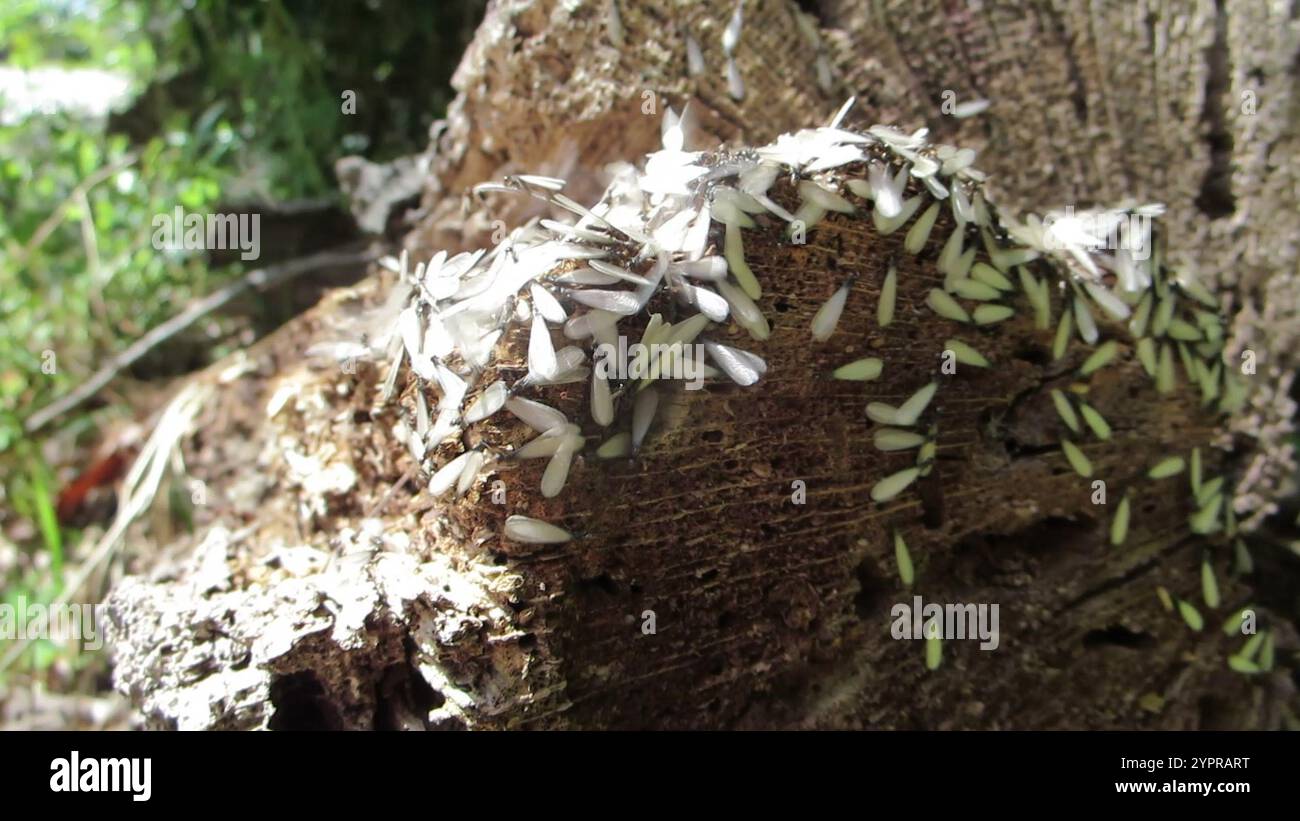 Eastern Subterranean Termite (Reticulitermes flavipes Stock Photo - Alamy